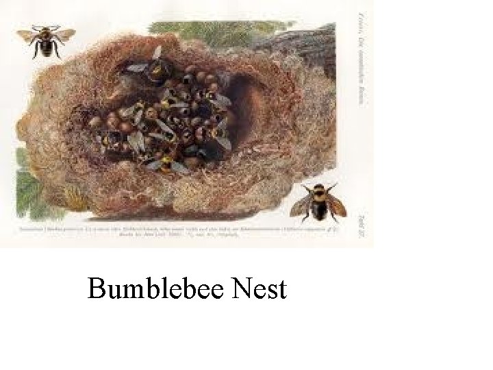 Know how Know now Pollinators and Tubular Nesting