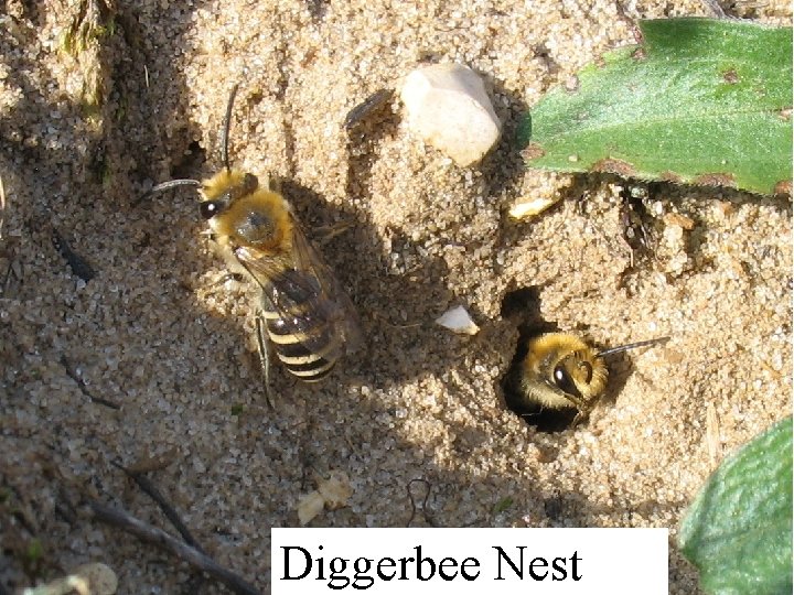 Know how Know now Pollinators and Tubular Nesting