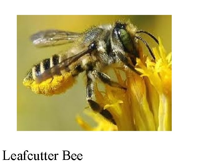 Know how Know now Pollinators and Tubular Nesting
