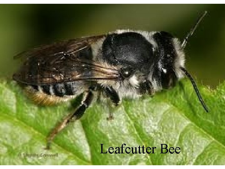 Know how Know now Pollinators and Tubular Nesting