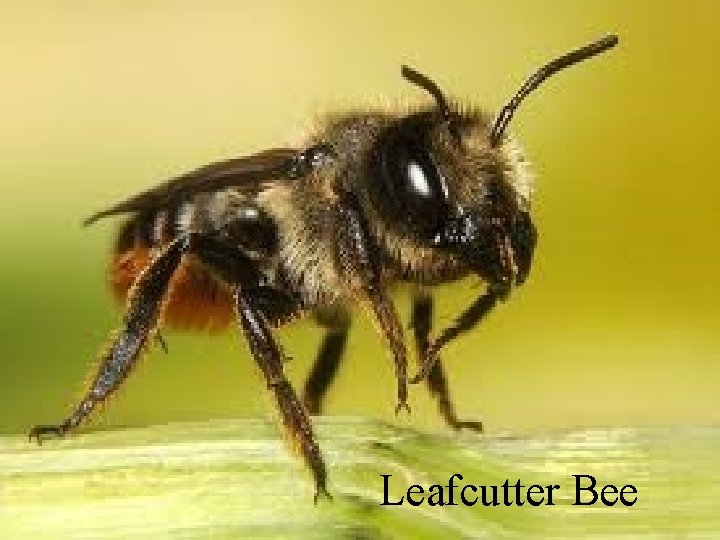 Know how Know now Pollinators and Tubular Nesting