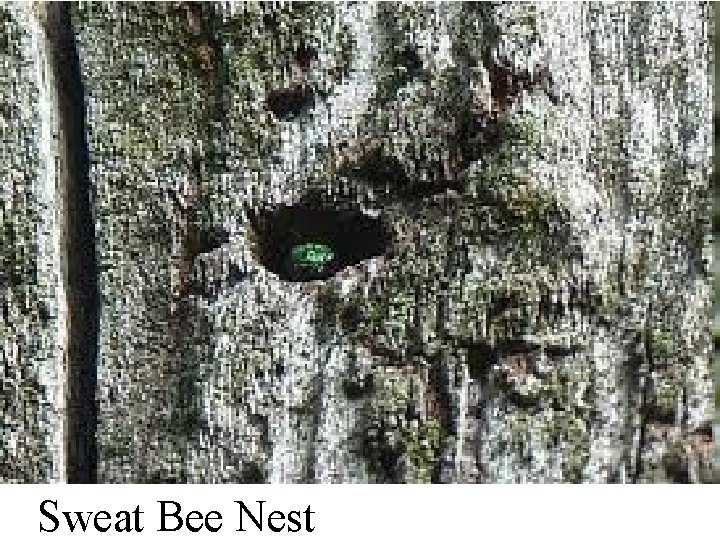 Know how Know now Pollinators and Tubular Nesting