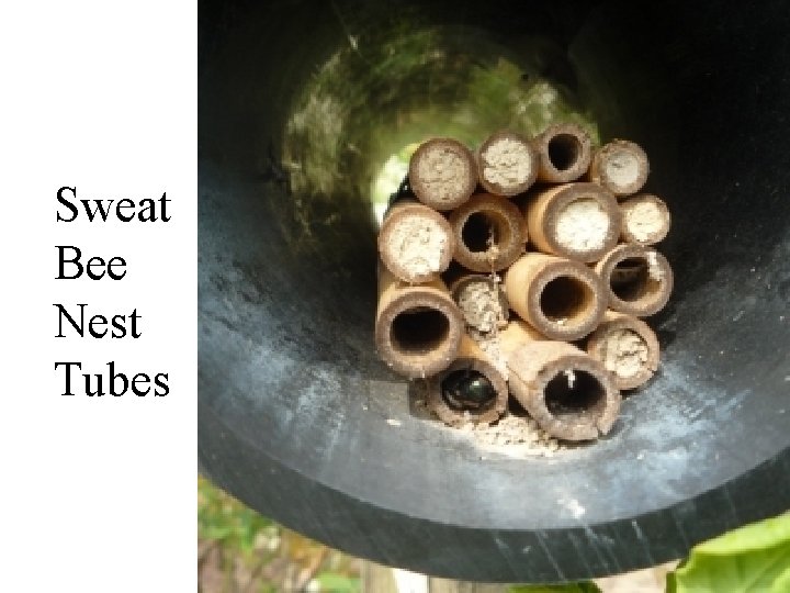 Know how Know now Pollinators and Tubular Nesting