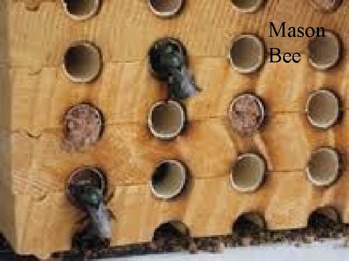 Know how Know now Pollinators and Tubular Nesting