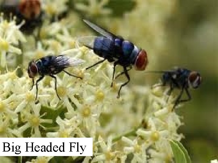 Know how Know now Pollinators and Tubular Nesting