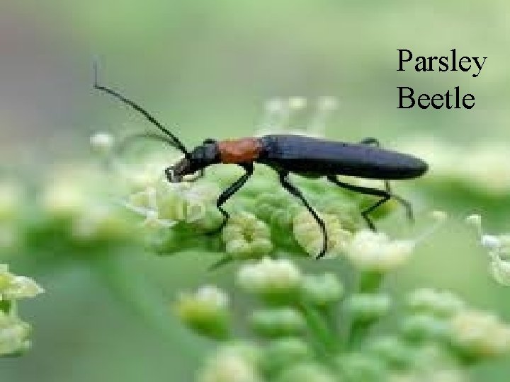 Know how Know now Pollinators and Tubular Nesting