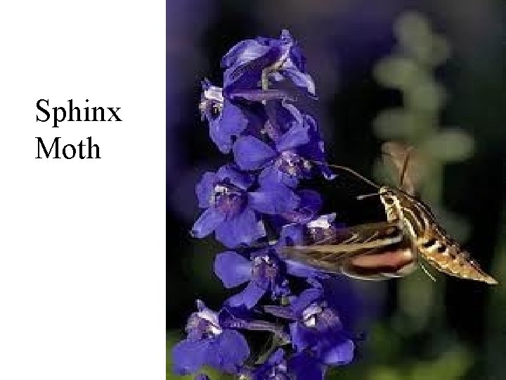 Know how Know now Pollinators and Tubular Nesting