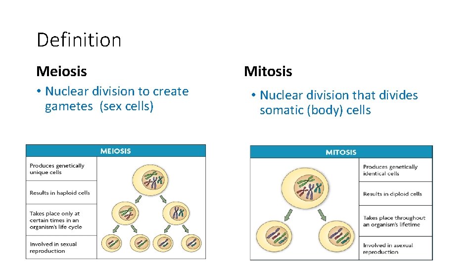 DO NOW Comparing Mitosis and Meiosis SWBAT Compare