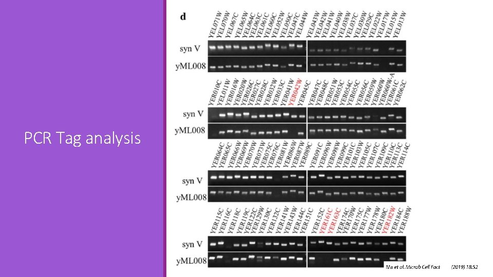 Scramble SYNTHETIC CHROMOSOME REARRANGEMENT AND MODIFICATION BY ...