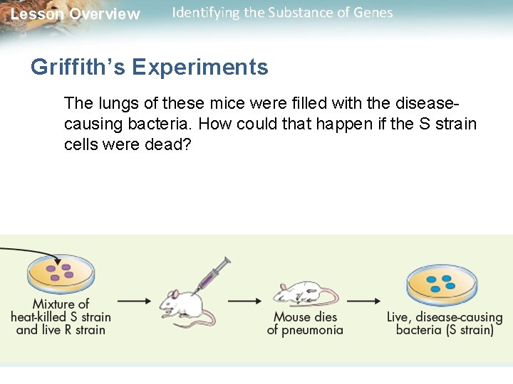 Lesson Overview 12 1 Identifying the Substance of