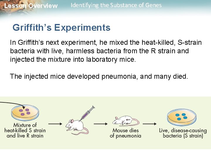 Lesson Overview 12 1 Identifying the Substance of