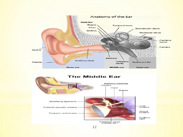 Lab 11 Human Ear Anatomy Biology Department 1