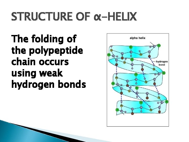 STRUCTURAL ORGANIZATION Protein Structure Built from 20 kinds