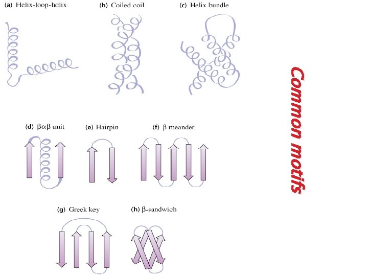 STRUCTURAL ORGANIZATION Protein Structure Built from 20 kinds
