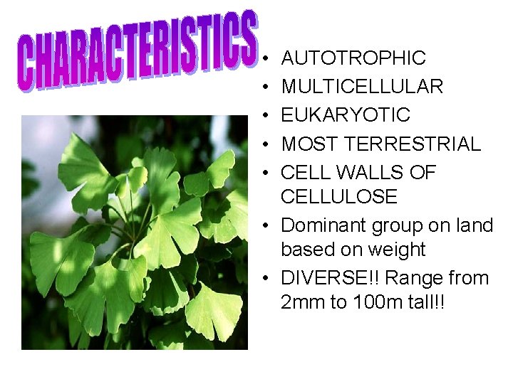 AUTOTROPHIC MULTICELLULAR EUKARYOTIC MOST TERRESTRIAL CELL WALLS OF