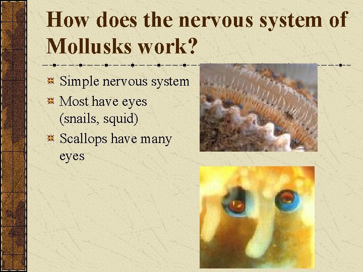 Mollusks ZOOLOGY SBC Bill Palmer What is a