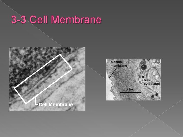 Cell Membrane Structure and Function Chapter 7 Cell