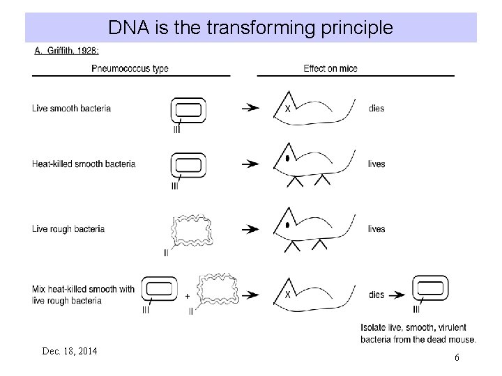 Molecular Biology of Genes A review Ross Hardison