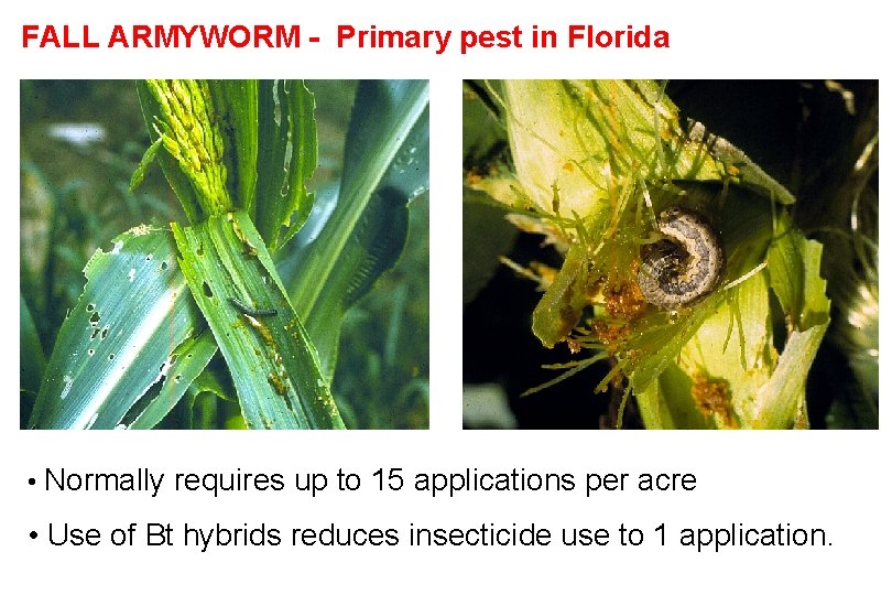 Role of Bt Transgenic Hybrids in Sweet Corn