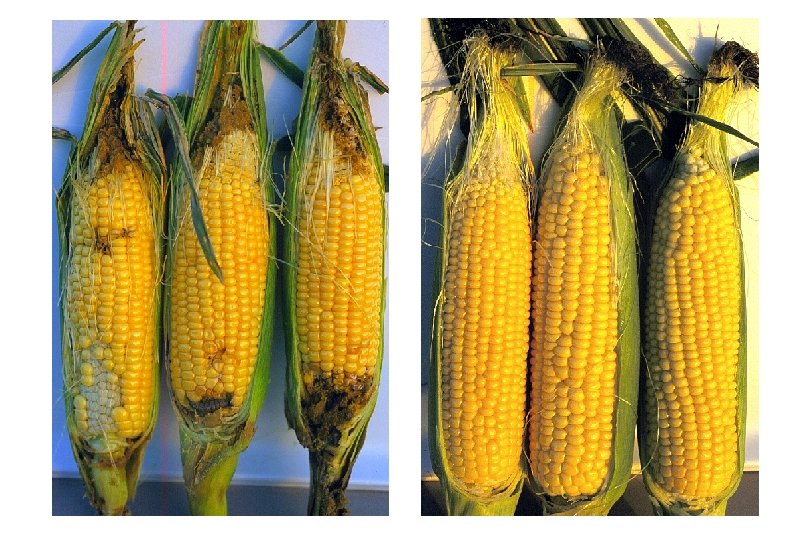 Role of Bt Transgenic Hybrids in Sweet Corn