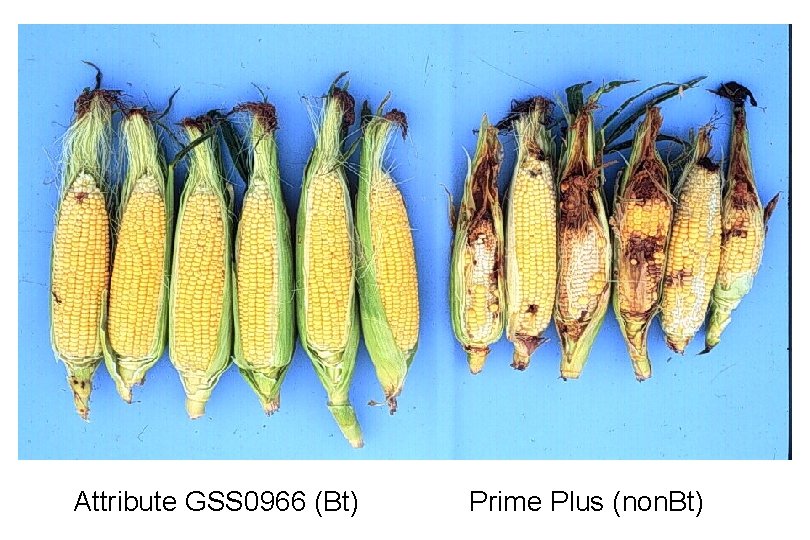 Role of Bt Transgenic Hybrids in Sweet Corn
