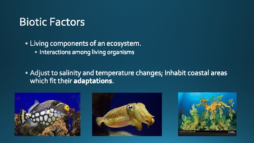 Unit 2 Marine Biomes Pelagic Zone Benthic Zone