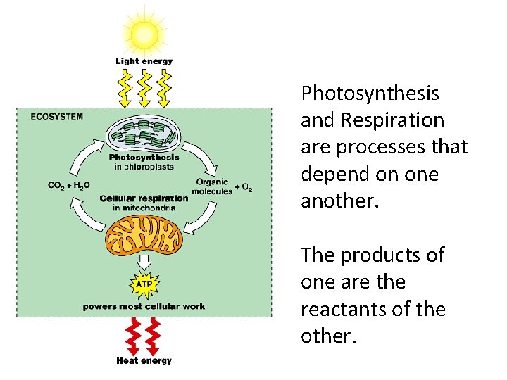 CELL ENERGY PHOTOSYNTHESIS AND RESPIRATION Photosynthesis Photosynthesis is