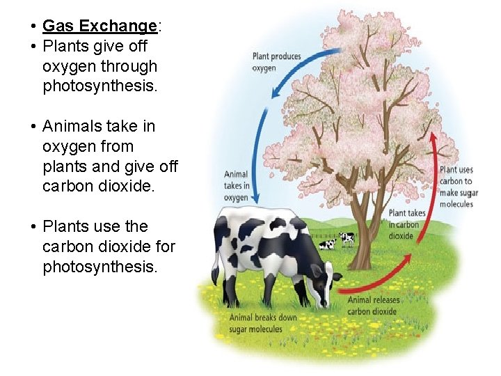 CELL ENERGY PHOTOSYNTHESIS AND RESPIRATION Photosynthesis Photosynthesis is