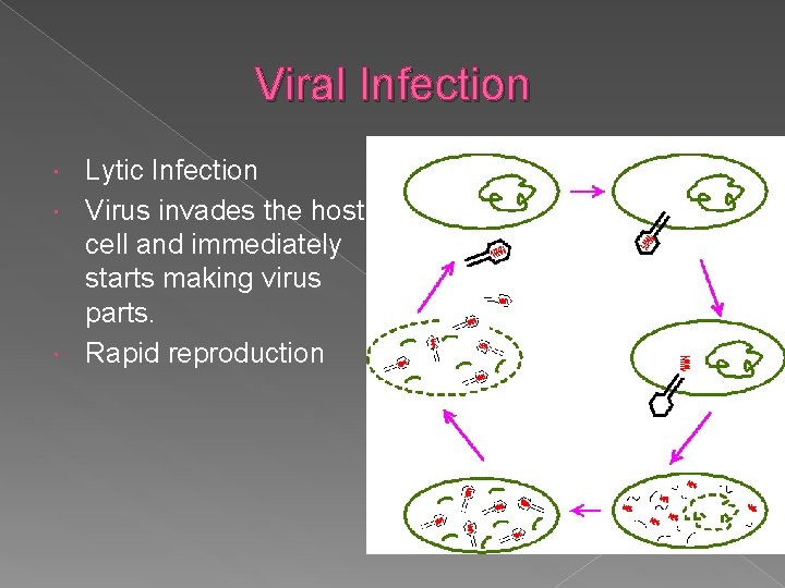 The Quick and Dirty of Microbiology Bacteria Structure