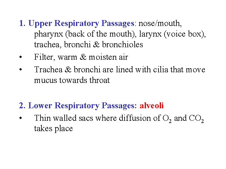 Respiratory System Chapter 23 Respiration Overview The Respiratory