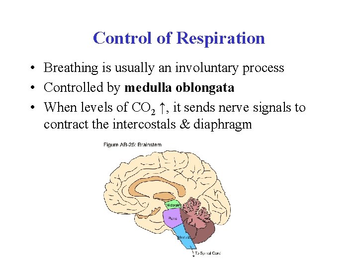 Respiratory System Chapter 23 Respiration Overview The Respiratory