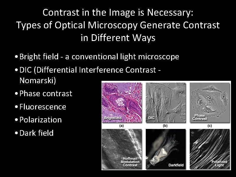 Molecular Cell Biology Light Microscopy in Cell Biology