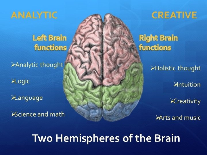 The physical structure of the human brain Human