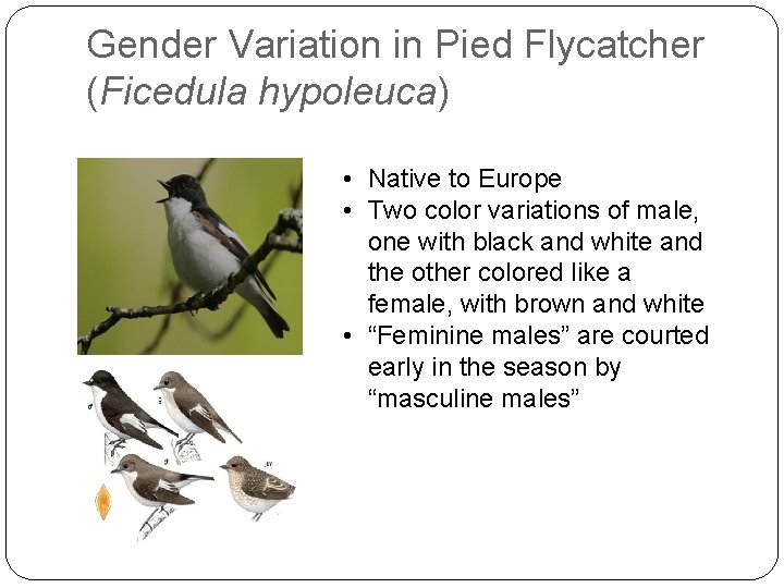 Queer Theory Biology Gender Variation in Tree Lizards