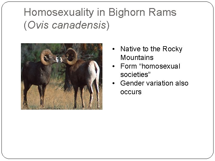 Queer Theory Biology Gender Variation in Tree Lizards