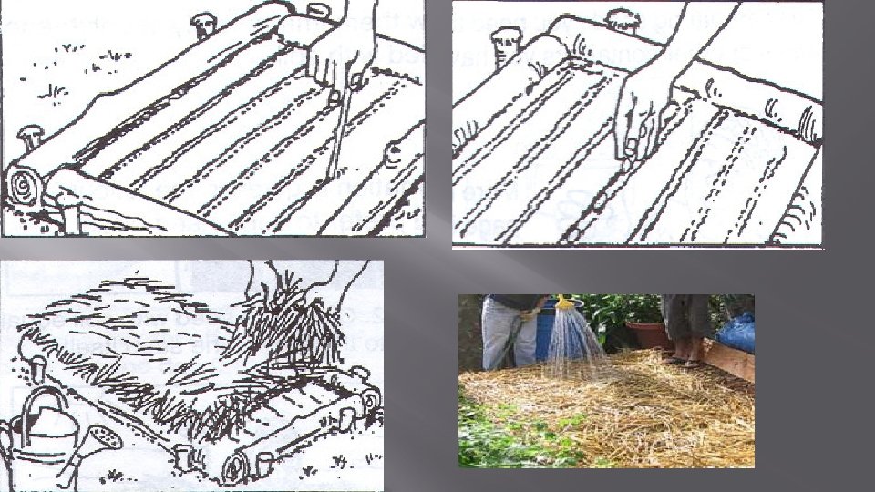 IMPORTANT NURSERY OPERATIONS Operations Tree nursery operations involves