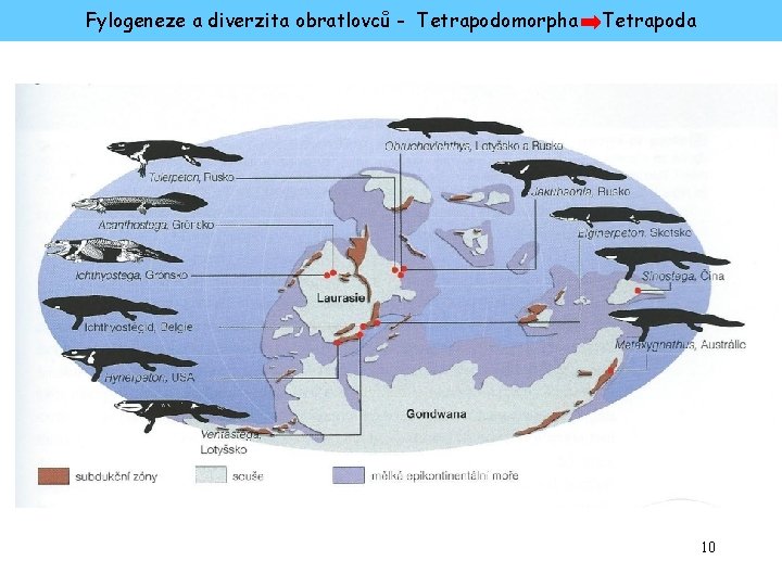Fylogeneze a diverzita obratlovc Tetrapodomorpha a Tetrapoda Fylogeneze