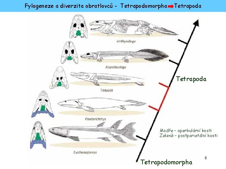 Fylogeneze a diverzita obratlovc Tetrapodomorpha a Tetrapoda Fylogeneze