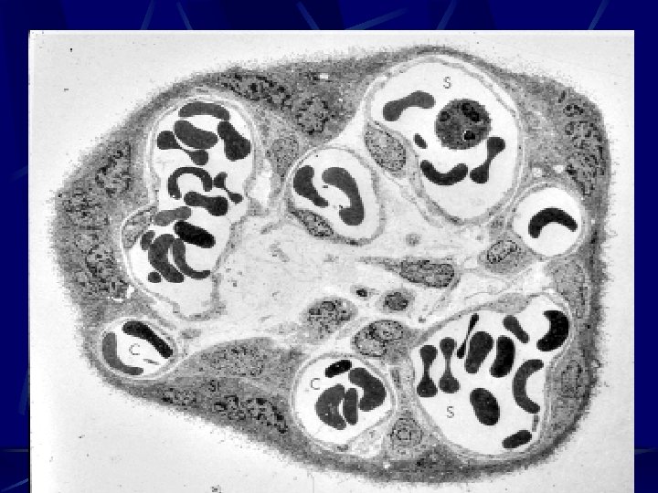 Good Afternoon Everyone Fetal membrane and placenta 1