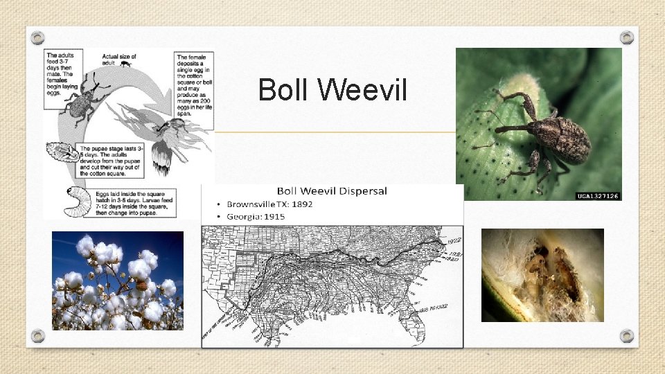 Post WWI Impact The Great Depression The New