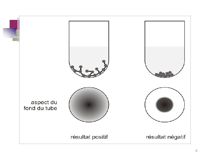 Hemagglutination HA Test AND HemagglutinationInhibition HI Test PRODUCE