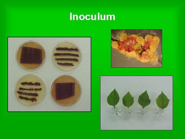 Control of Botrytis Diseases and Poinsettia Scab on