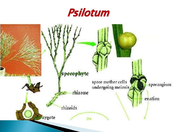GENERAL CHARACTERS OF PTERIDOPHYTA BY Dr Shraddha Tiwari