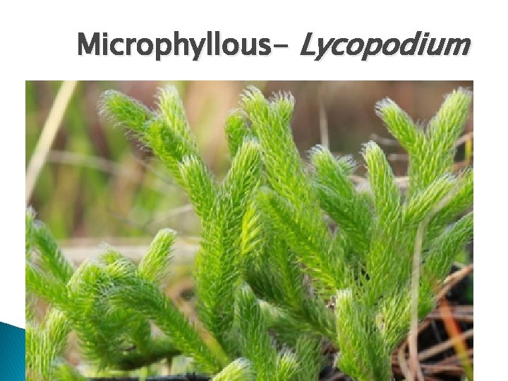 GENERAL CHARACTERS OF PTERIDOPHYTA BY Dr Shraddha Tiwari