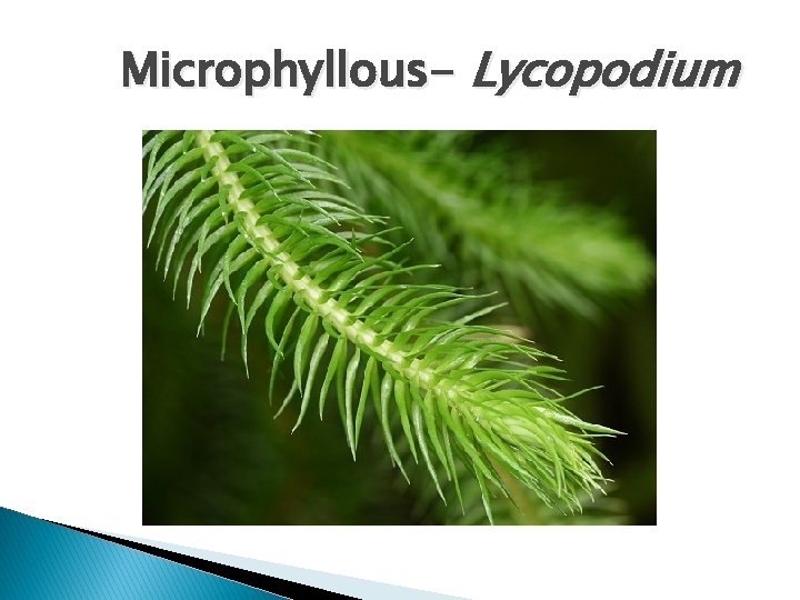 GENERAL CHARACTERS OF PTERIDOPHYTA BY Dr Shraddha Tiwari