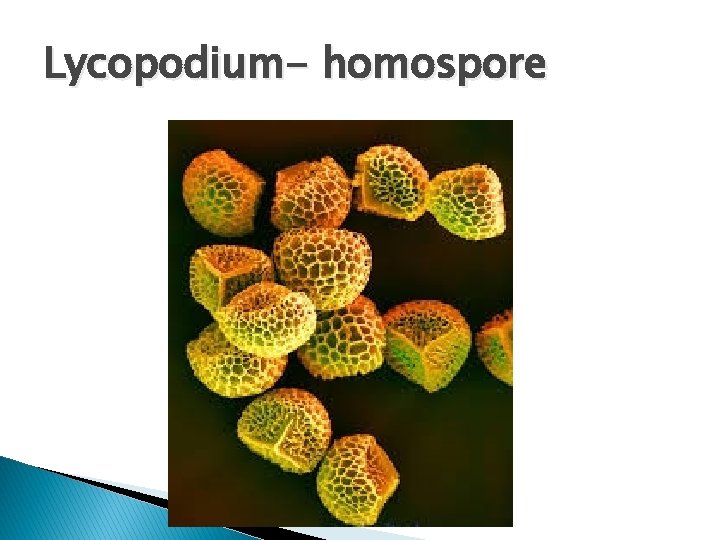 GENERAL CHARACTERS OF PTERIDOPHYTA BY Dr Shraddha Tiwari