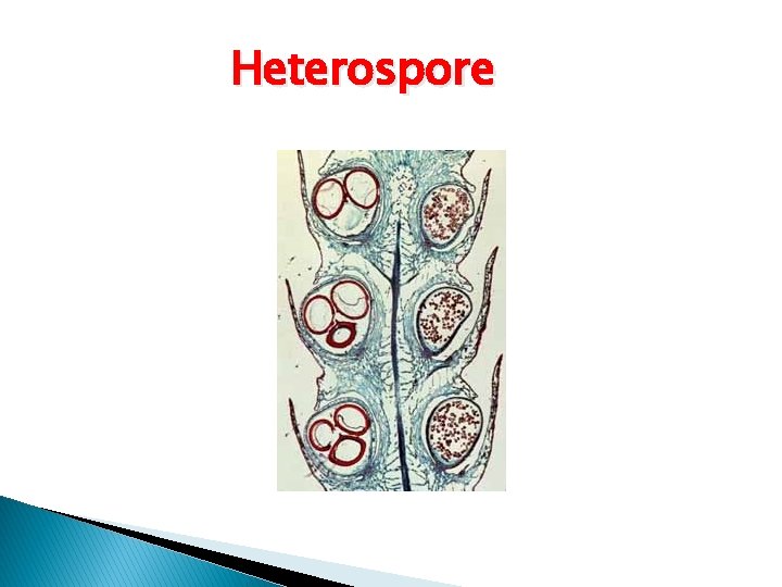 GENERAL CHARACTERS OF PTERIDOPHYTA BY Dr Shraddha Tiwari