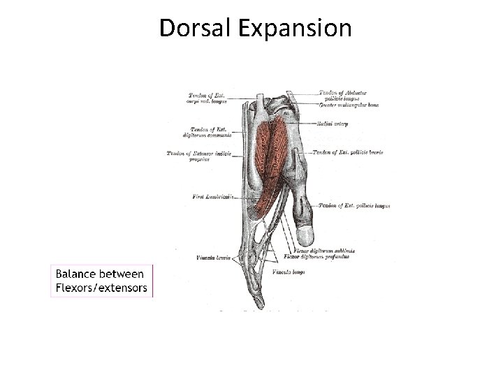 Module 2 Hand Clinical Applications Skeleton of the
