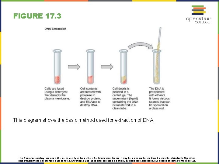 BIOLOGY Chapter 17 BIOTECHNOLOGY AND GENOMICS Power Point