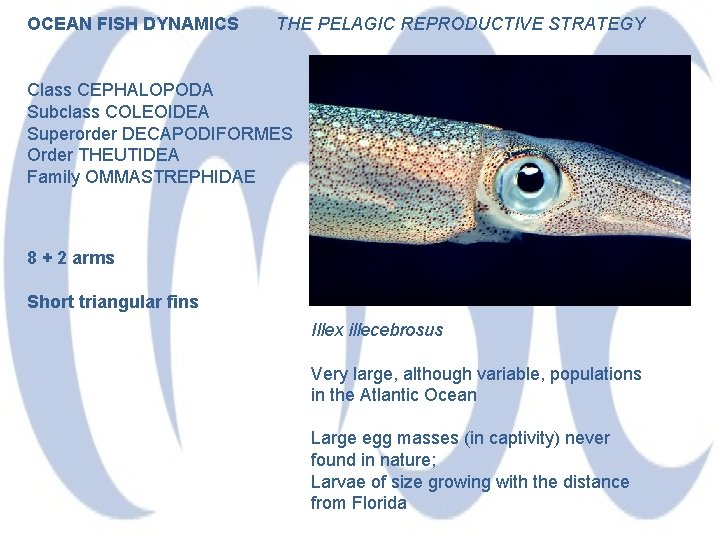 OCEAN FISH class OSTEICHTHYES 2 subclasses 45 ORDERS